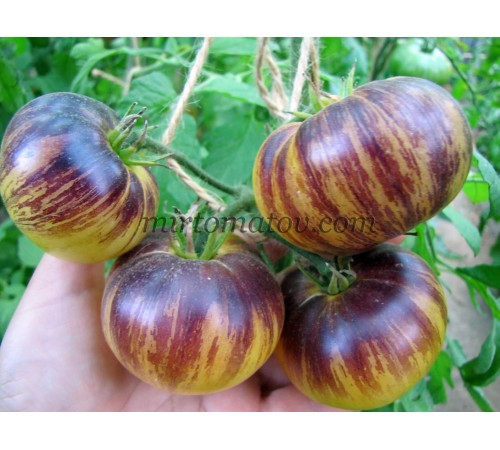 Kayleigh Anne (Rebel Starfighter Kayleigh Anne)