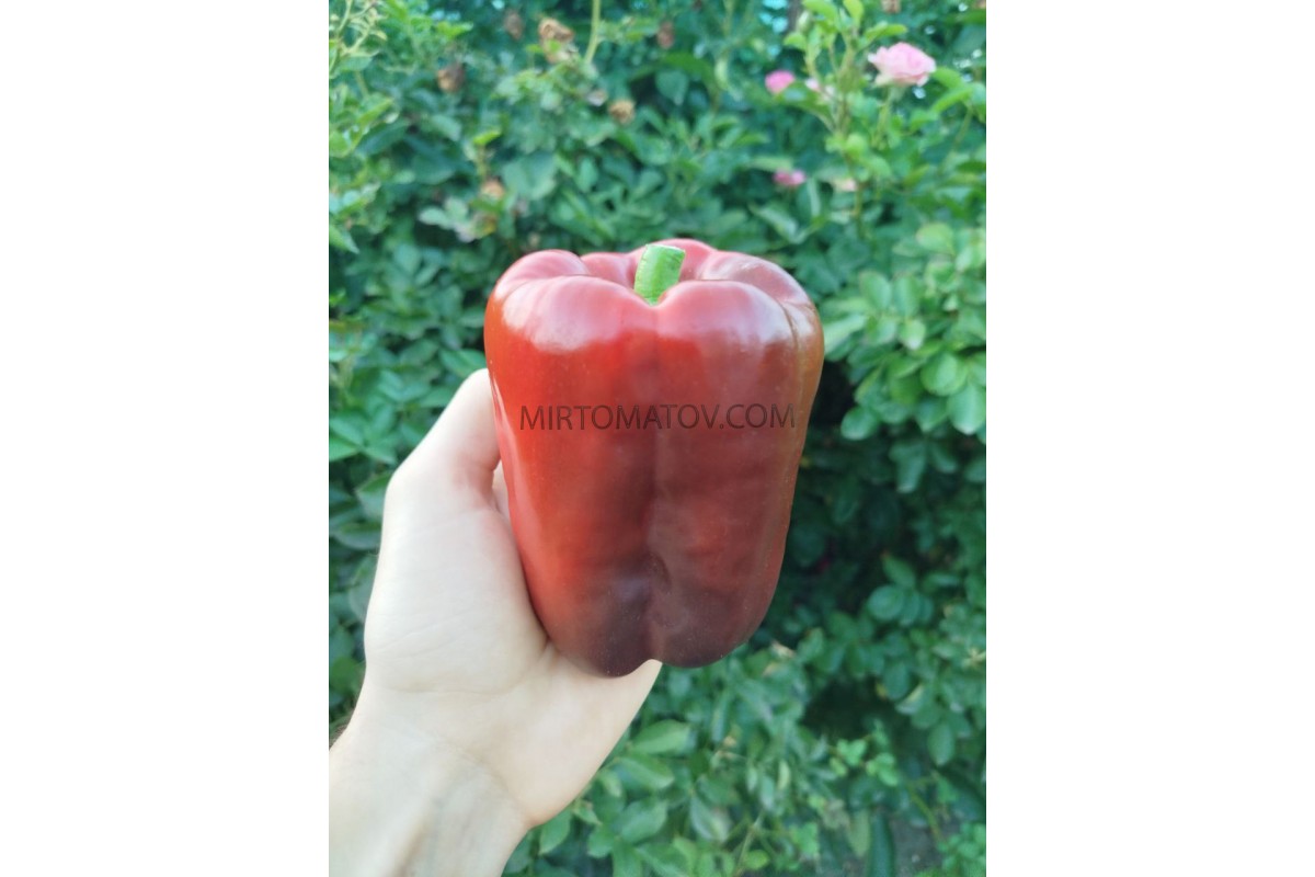 Chinese Giant Pepper
