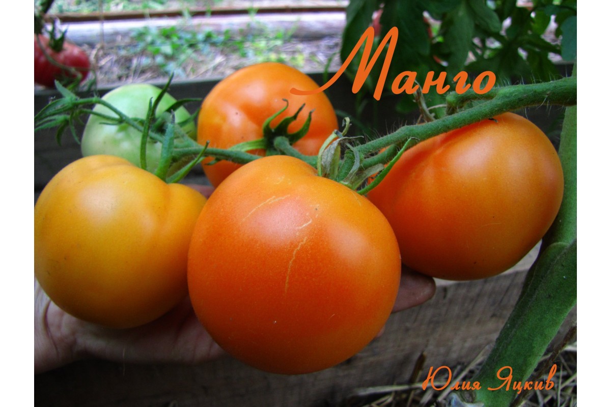 Mango