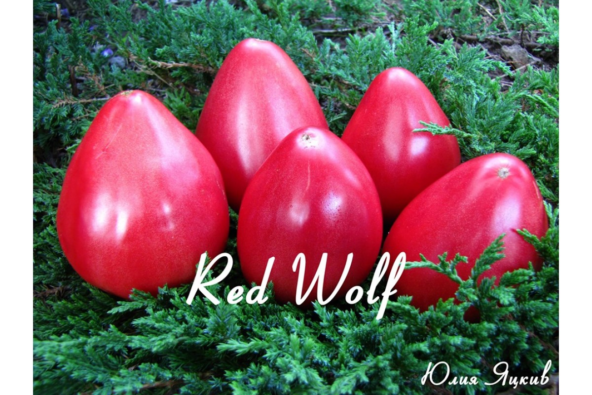 Red Wolf