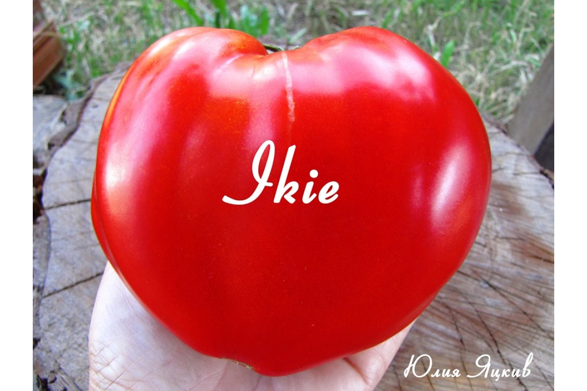 Ikie (Iki)