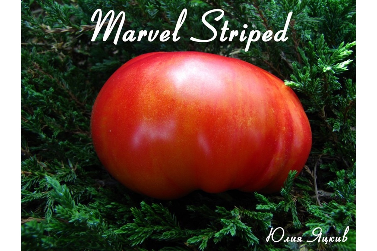 Marvel Striped