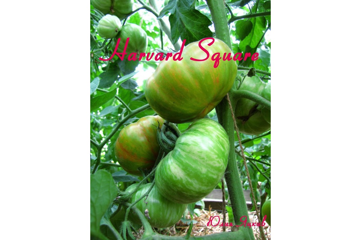 Harvard Square