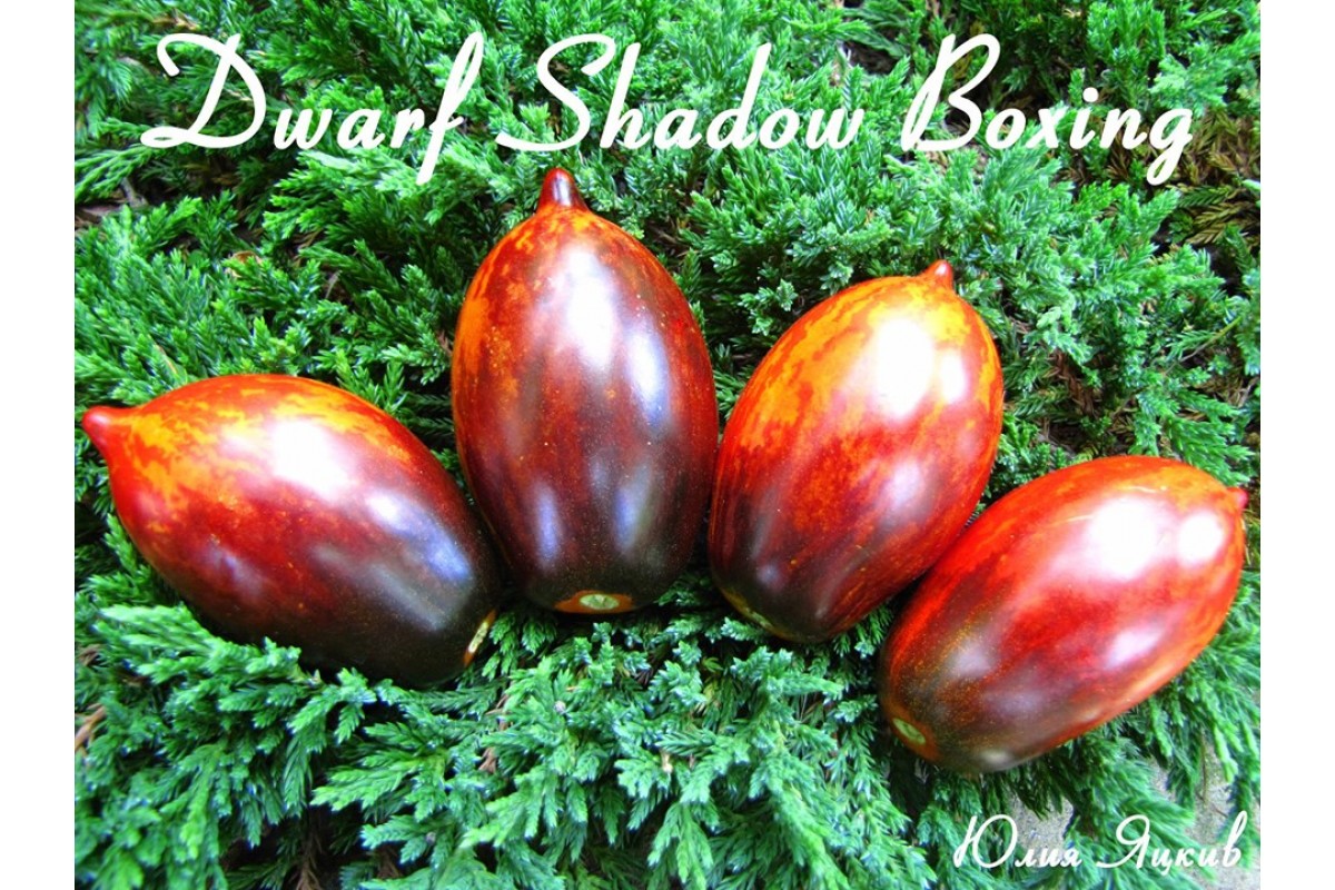 Dwarf Shadow Boxing (Гном Бій з тінню)