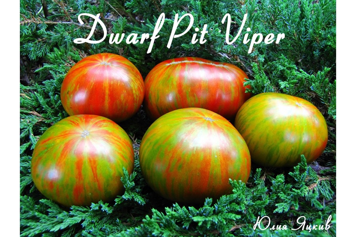 Dwarf Pit Viper (Гном Гримуча змія)