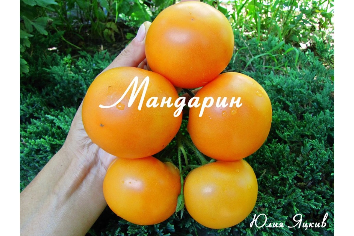 Mandarin