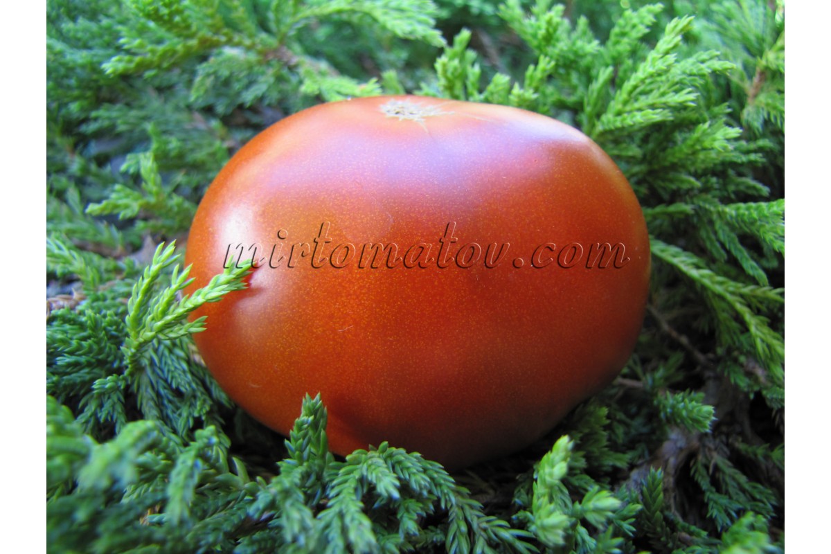 Dwarf Wild Fred (Гном Дикий Фред)