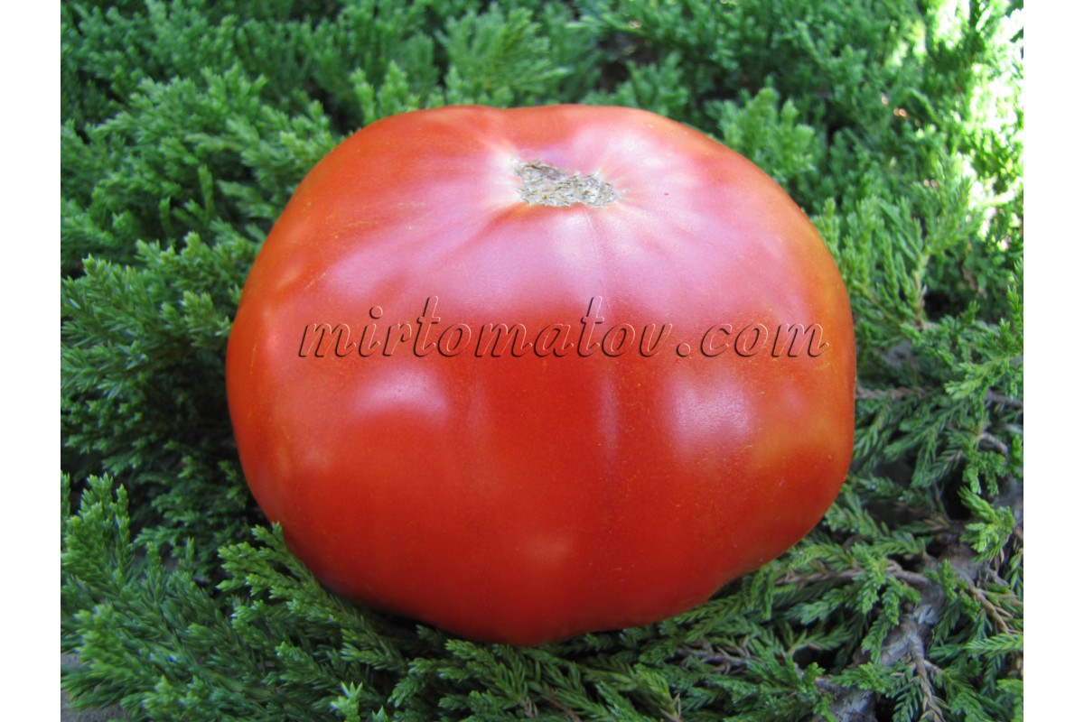 Gigante Collaboration