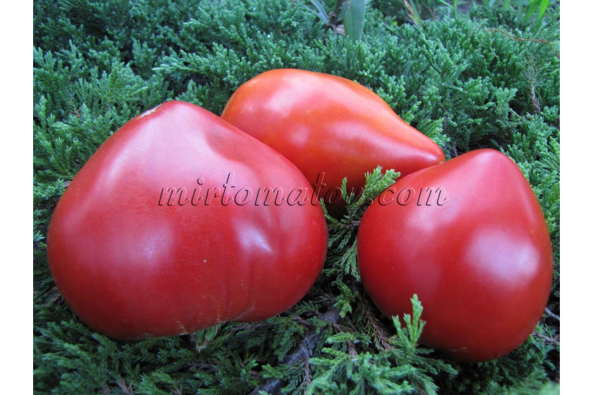 Inima Rosie Tanti Ivanca (Червоне серце Танті Іванка)