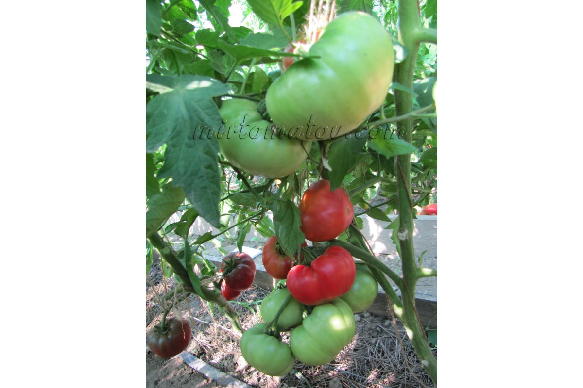 Burcham's New Generation (Нове покоління Бурчема)