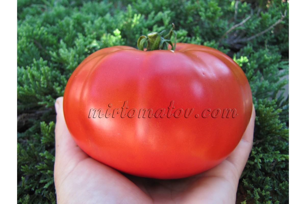 Cherven Gradinski (Червен Градінскі)