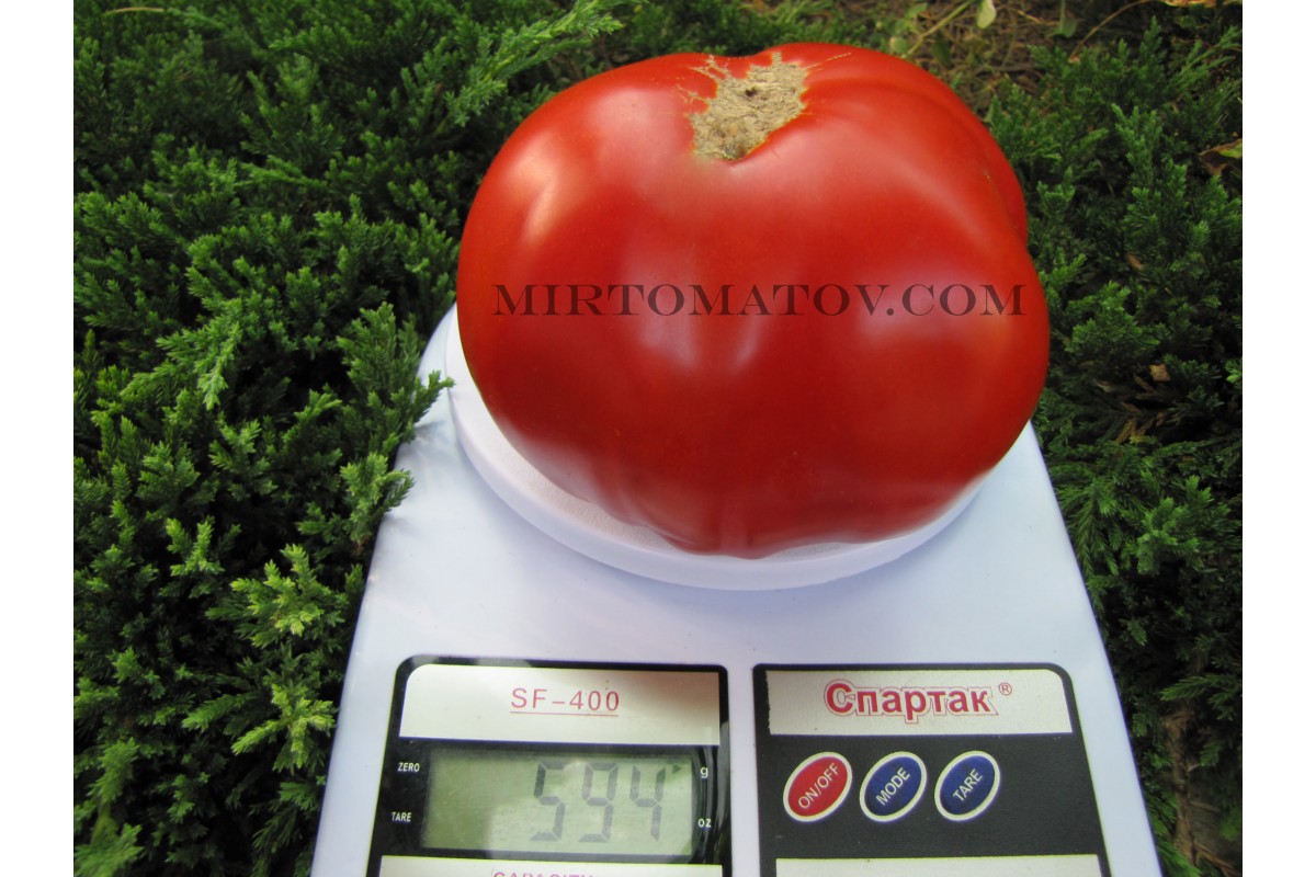 Покращений міський житель колосальний червоний (Burgess Improved ...