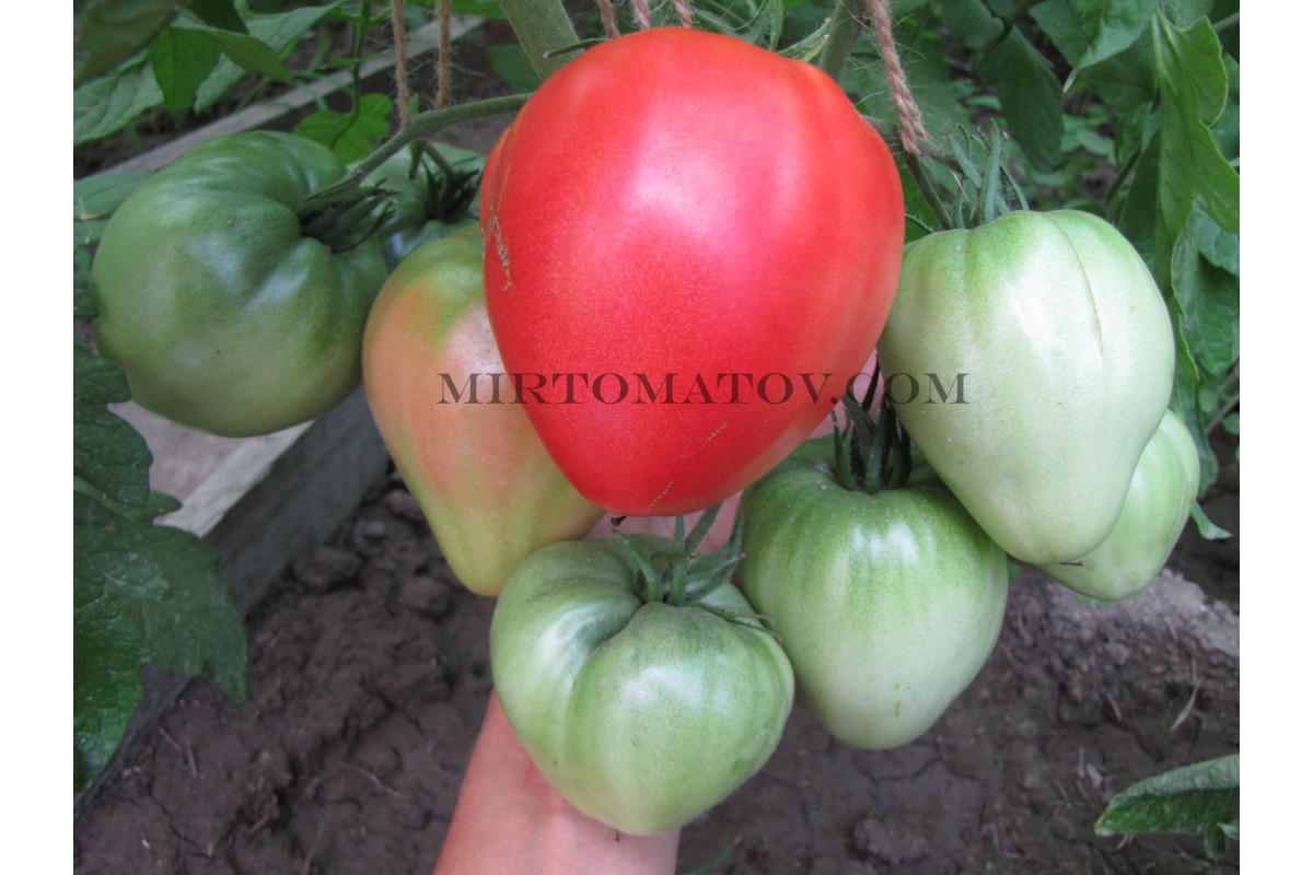 Малинове мамине серце (Mom's Raspberry Oxheart)
