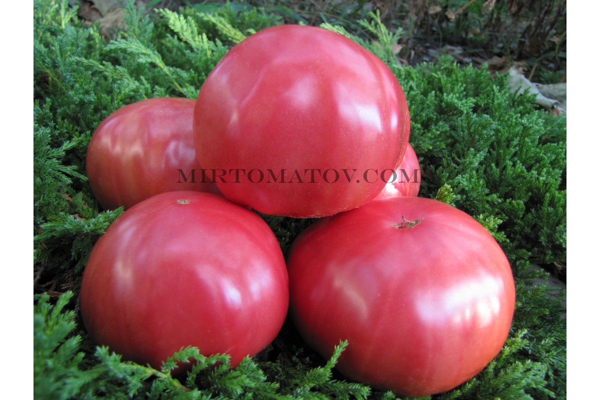 Росії Марі де Сучава (Rosii Mari De Suceava)