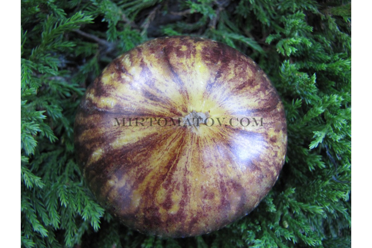 Сонячне затемнення (Solar Eclipse)