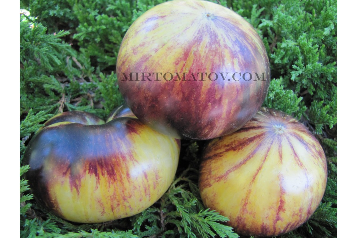 Сонячне затемнення (Solar Eclipse)