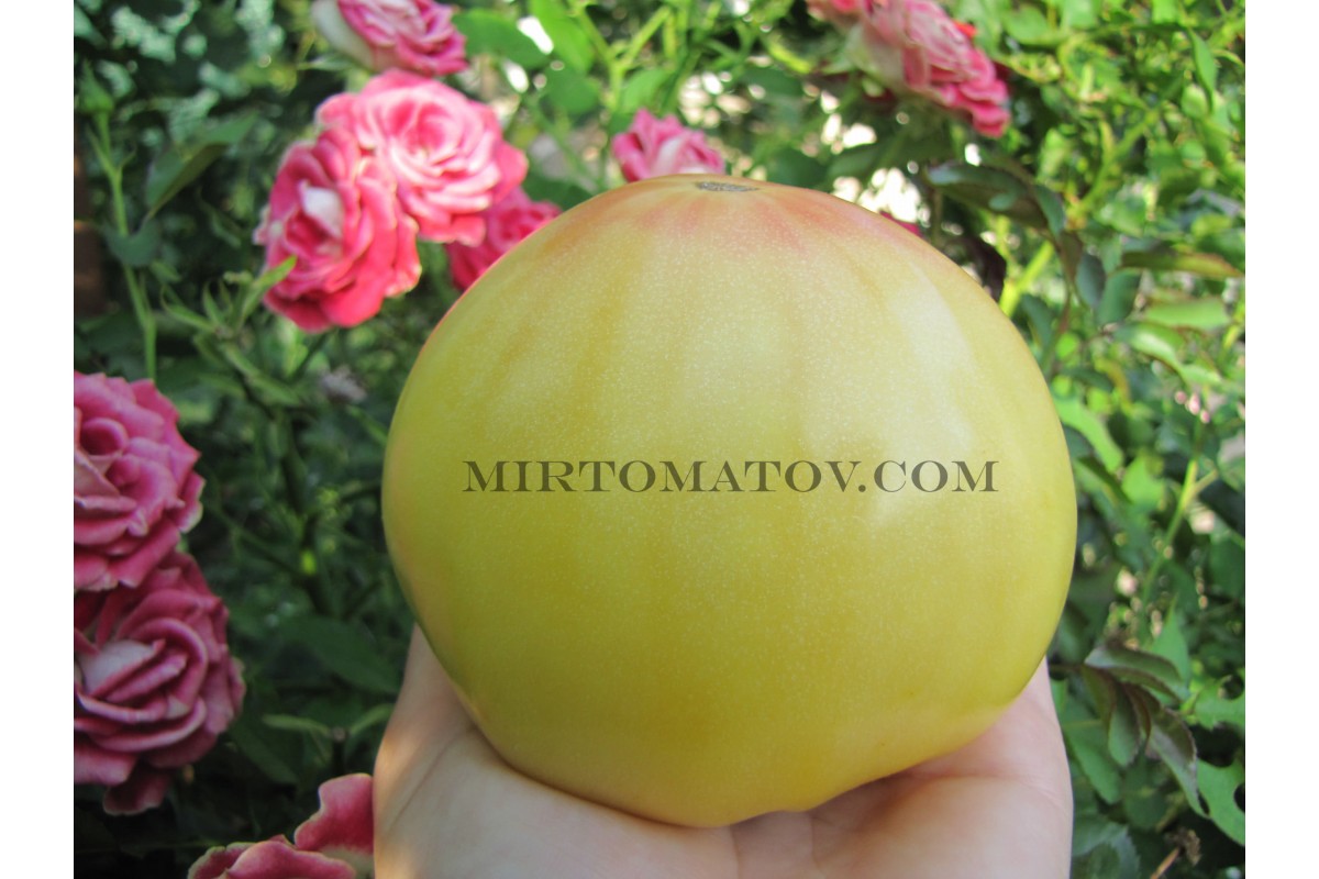 Milk Pearl (Perle de Lait)
