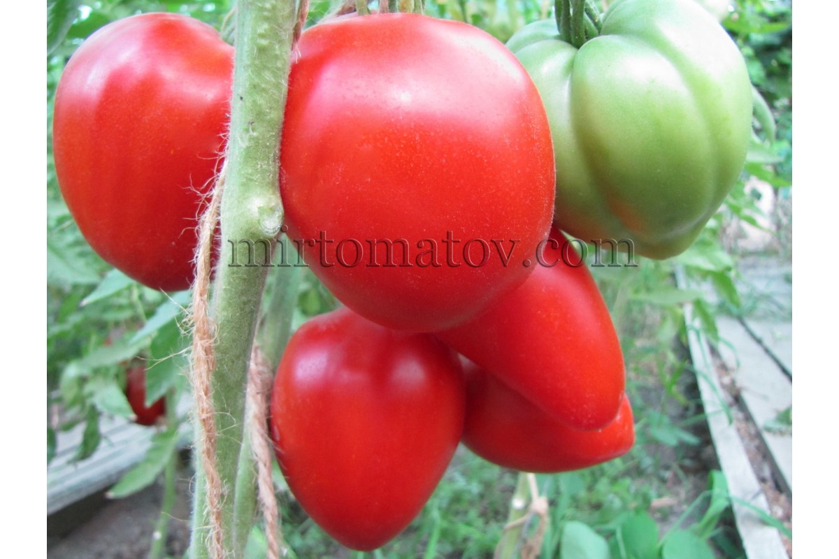 Tomatoes Jelna (Rosii de Jelna)