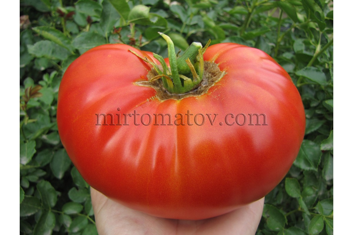 Tomatoes Letea (Rosii de letea)