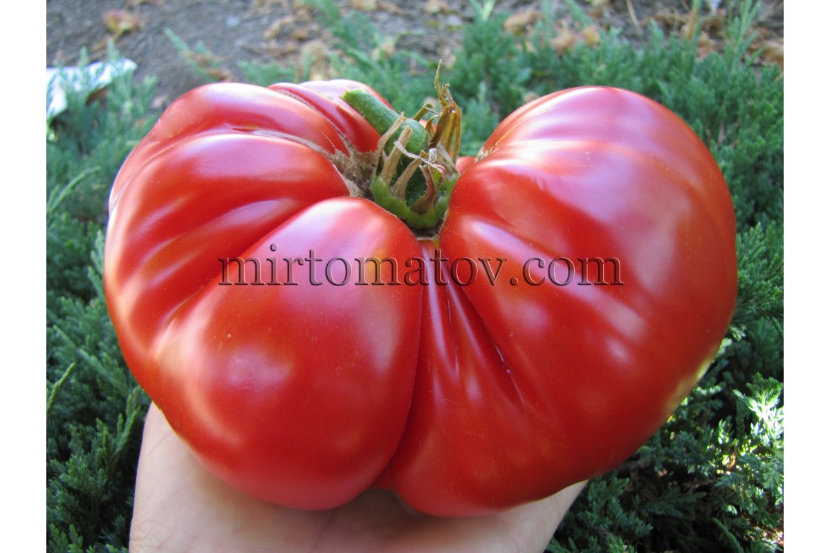 Large tomatoes from Cluj (Rosii mari de Cluj)