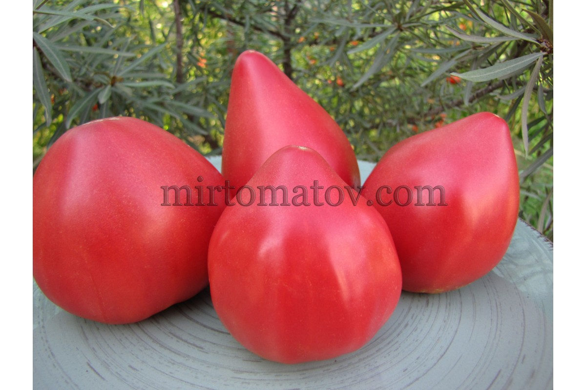 Рожевий дар (Pink Gift)